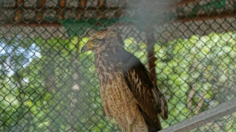Karnala Bird Sanctuary - 5 Best Visit Tips - Jetsetter Sush